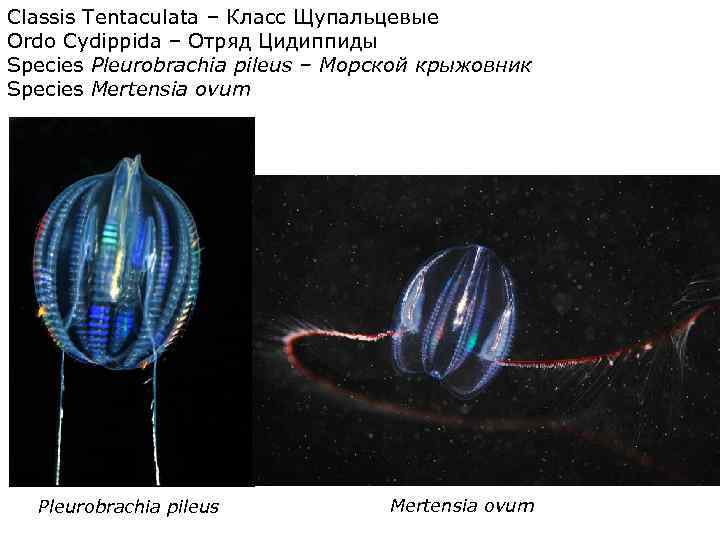 ЛЕКЦИЯ 12 ТИП ГРЕБНЕВИКИ CTENOPHORA 1 Общая характеристика