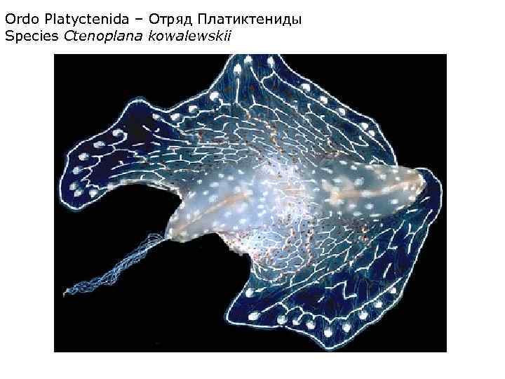 ЛЕКЦИЯ 12 ТИП ГРЕБНЕВИКИ CTENOPHORA 1 Общая характеристика