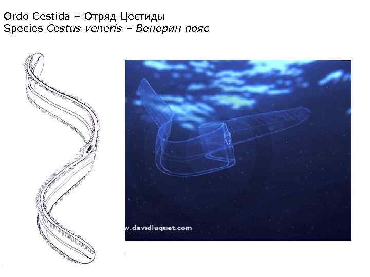 ЛЕКЦИЯ 12 ТИП ГРЕБНЕВИКИ CTENOPHORA 1 Общая характеристика