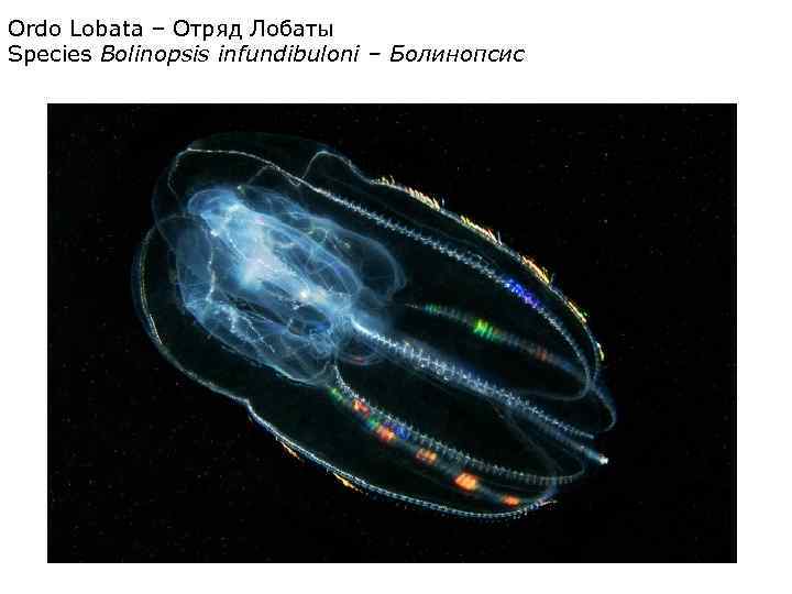 ЛЕКЦИЯ 12 ТИП ГРЕБНЕВИКИ CTENOPHORA 1 Общая характеристика