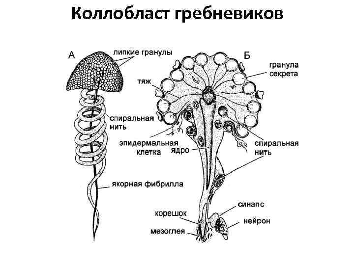 ЛЕКЦИЯ 12 ТИП ГРЕБНЕВИКИ CTENOPHORA 1 Общая характеристика