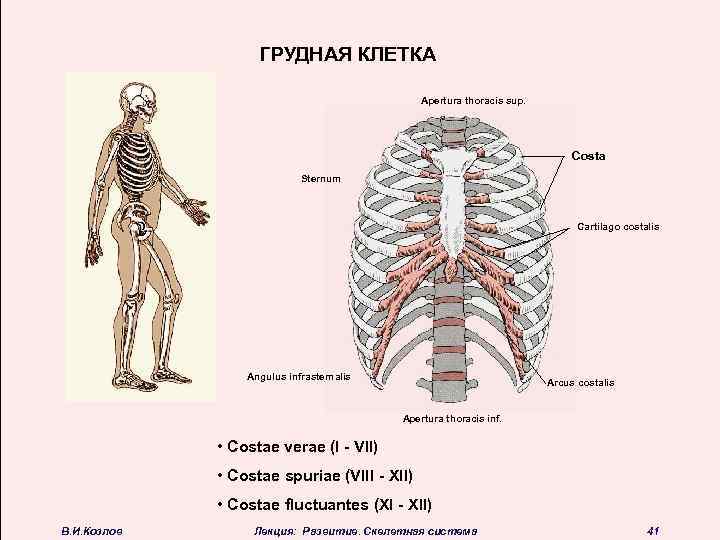 Российский университет дружбы народов Профессор КОЗЛОВ ВАЛЕНТИН ИВАНОВИЧ