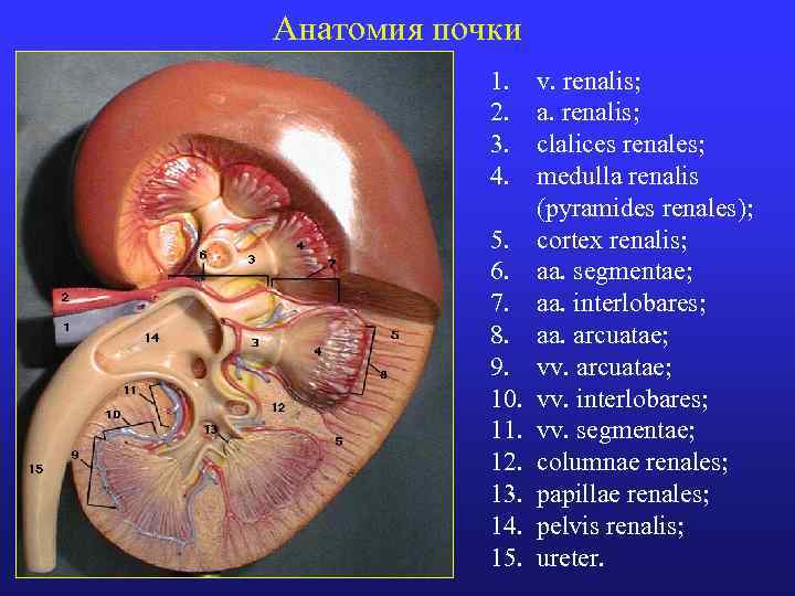 Военно-медицинская академия Кафедра рентгенологии и радиологии МАГНИТНО ...