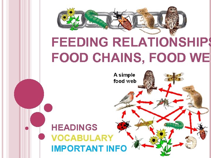 FEEDING RELATIONSHIPS FOOD CHAINS FOOD WEB HEADINGS VOCABULARY