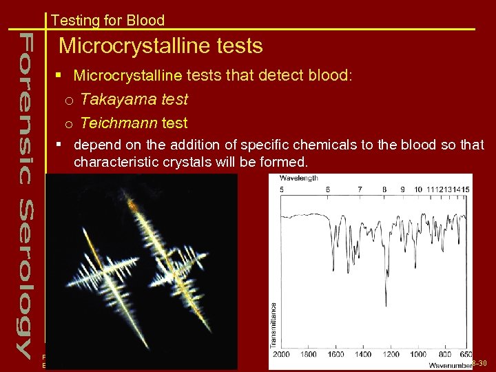 Chapter 8 Forensic Serology Courtesy of C Fanning