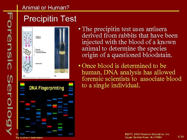 Chapter 8 Forensic Serology Courtesy of C Fanning
