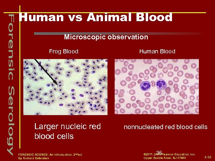 Chapter 8 Forensic Serology Courtesy of C Fanning