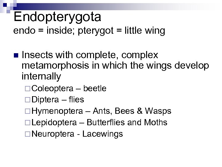 What is an insect air breathing animal n