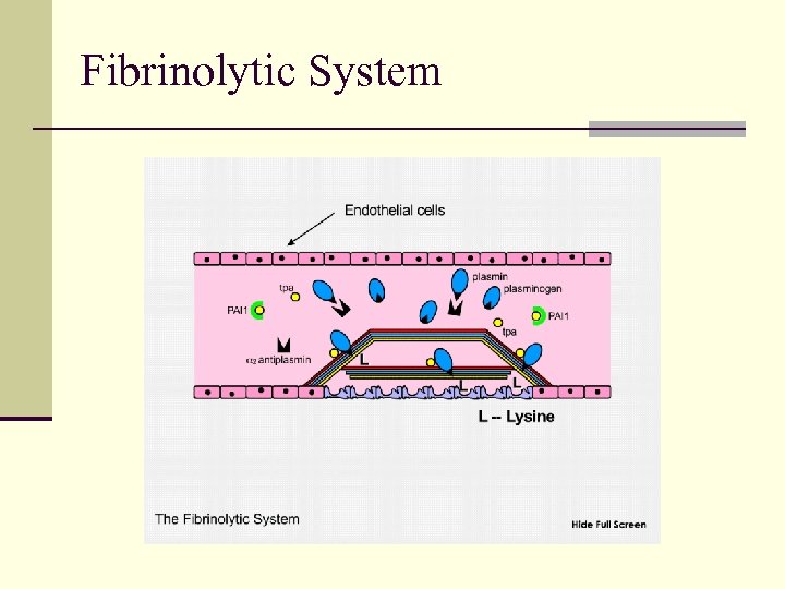 Management of the Bleeding Patient Dr Alan Tinmouth