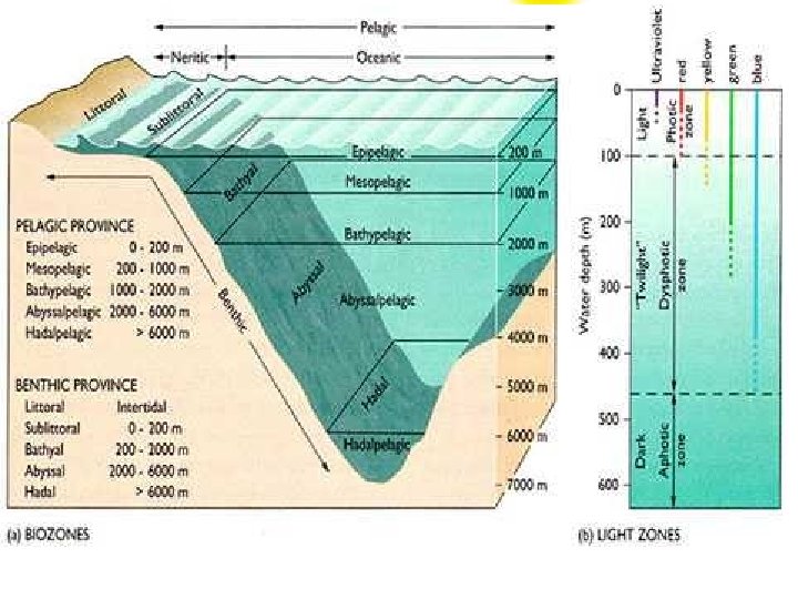 BIOMY Okolo 10 terestrických typů a vodní biomy