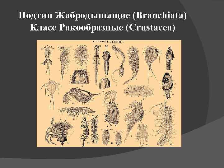 Тип Членистоногие Arthropoda Подтип Жабродышащие Branchiata