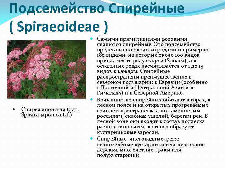 Семейство Розоцветные Rosacea Жизненные формы деревья
