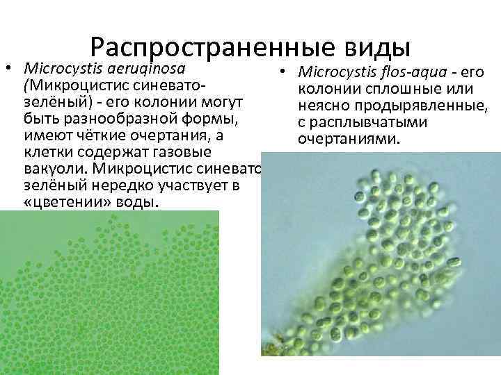 Микробиологическая номенклатура. Водоросли