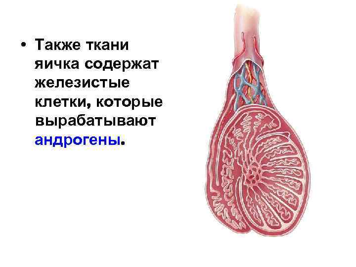 Анатомия и физиология мужской половой системы Лекция