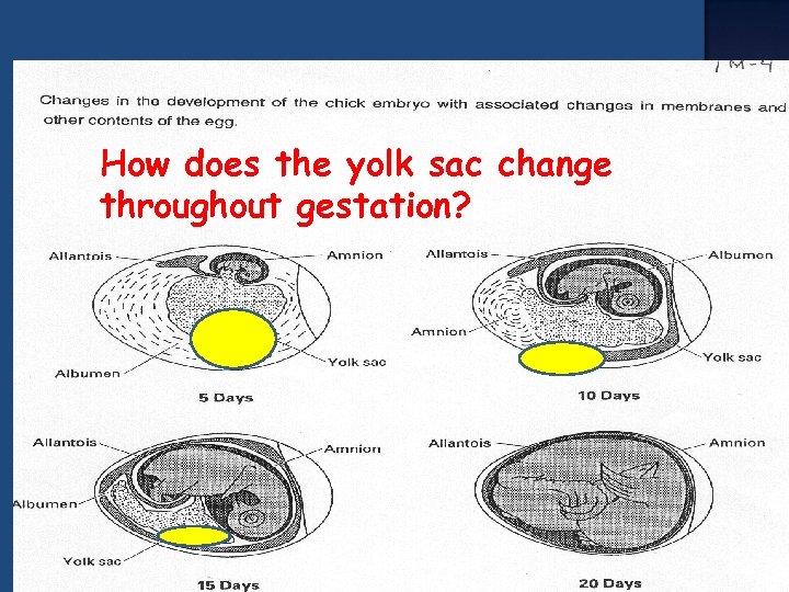 Students will Identify major breeds of chicken