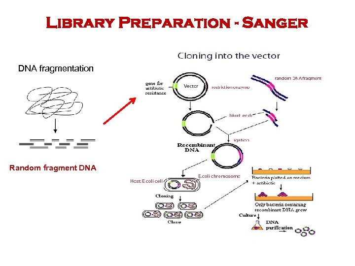 Genome Assembly and Finishing Alla Lapidus Ph D