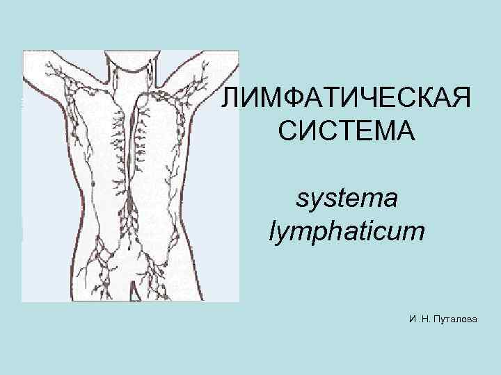 ЛИМФАТИЧЕСКАЯ СИСТЕМА systema lymphaticum И Н Путалова
