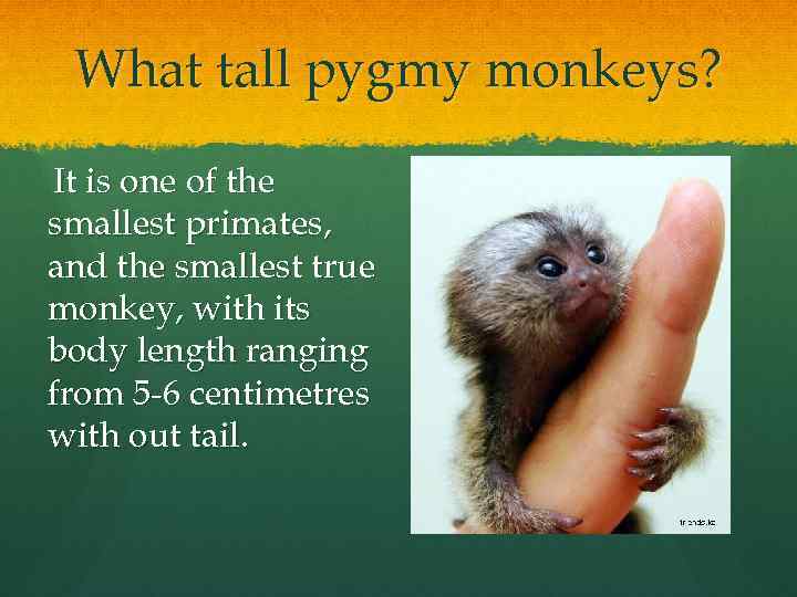 Pygmy monkeys Pygmy Marmoset Biology biology A block