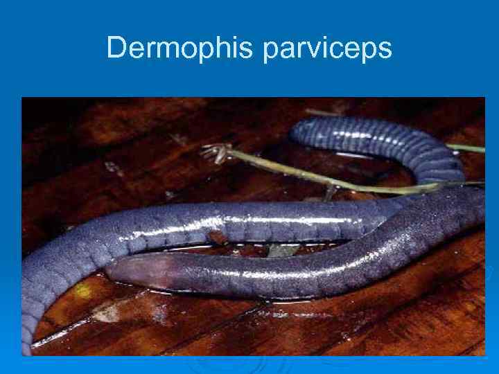 Систематика амфибий Подкласс Lepospondyli Тонкопозвонковые отряд ...