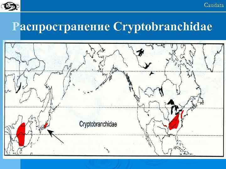 Систематика амфибий Подкласс Lepospondyli Тонкопозвонковые отряд ...