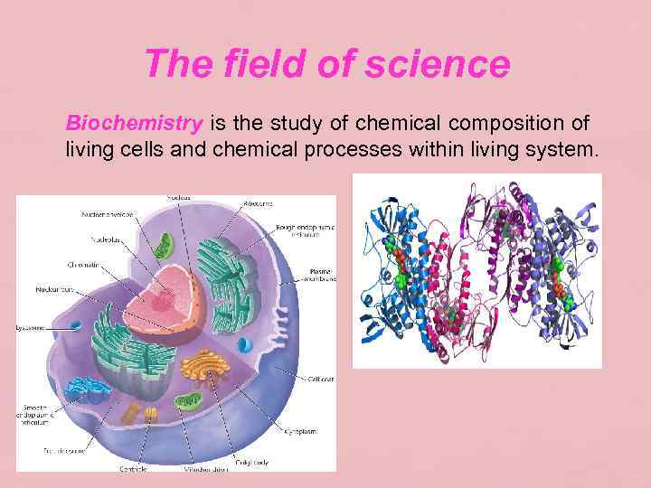 Southern Federal University Academy of Biology and Biotechnology