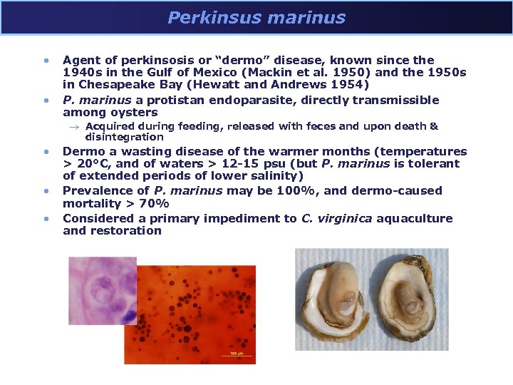 Evidence for Perkinsus marinus Resistance In Natural Crassostrea