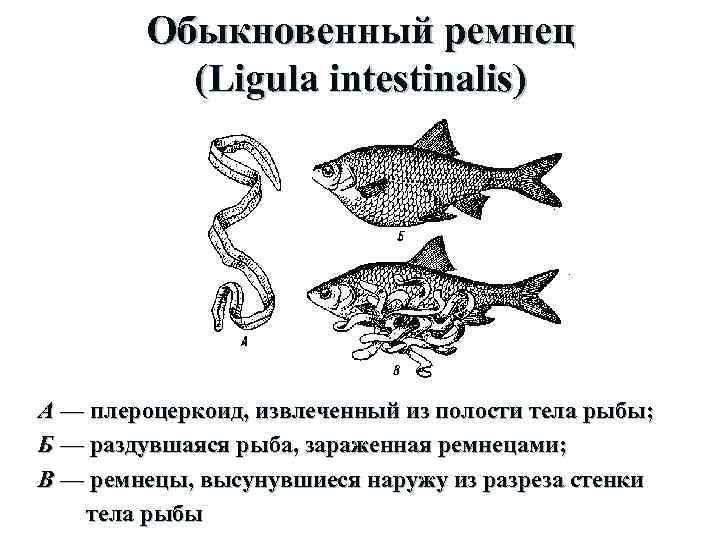 Циклы развития Профилактика гельминтозов Ленточные черви