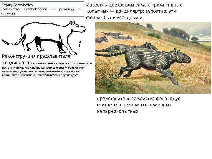 История млекопитающих Южной Америки Эпоха Век наземных