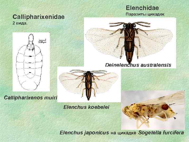 Энтомология Часть 4 а Класс Insecta Подкласс Pterygota