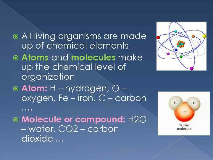 BIOLOGICAL ORGANISATION Biological organization Living things in