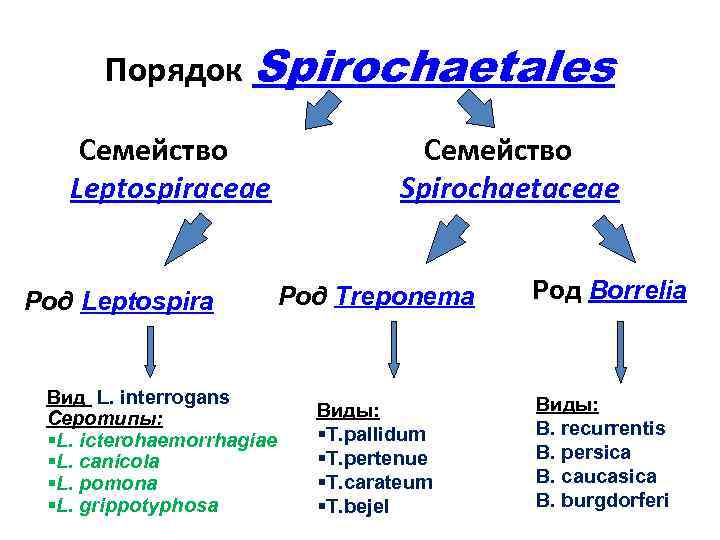 Особенности морфологии спирохет риккетсий хламидий актиномицетов ...