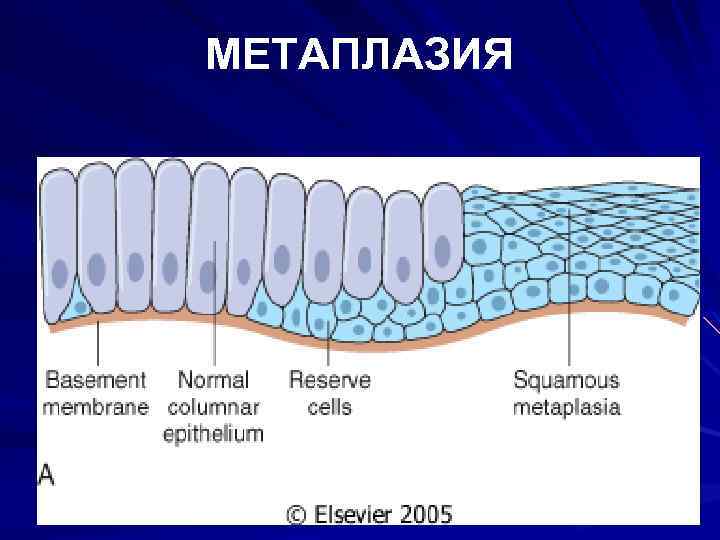КОМПЕНСАТОРНО ПРИСПОСОБИТЕЛЬНЫЕ ПРОЦЕССЫ ОБЩАЯ ПАТОЛОГИЧЕСКАЯ АНАТОМИЯ ...