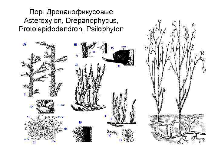 Разнообразие высших растений Флоры М А Борисова к
