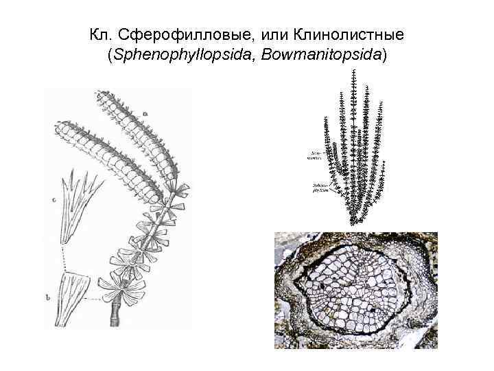 Разнообразие высших растений Флоры М А Борисова к