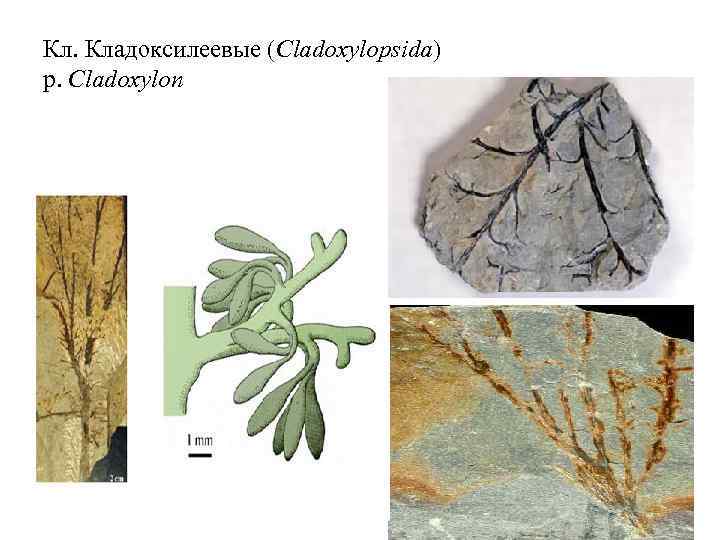 Разнообразие высших растений Флоры М А Борисова к