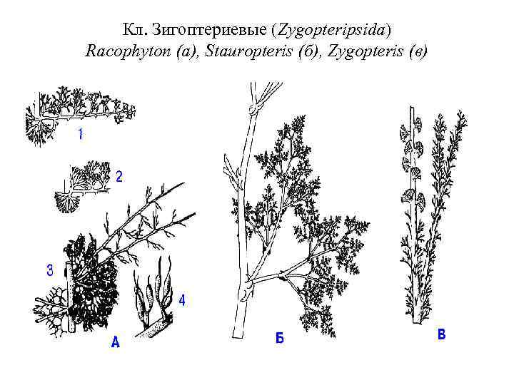 Разнообразие высших растений Флоры М А Борисова к