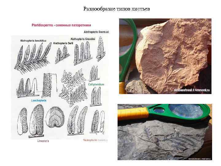 Разнообразие высших растений Флоры М А Борисова к