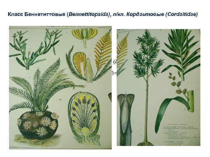 Разнообразие высших растений Флоры М А Борисова к