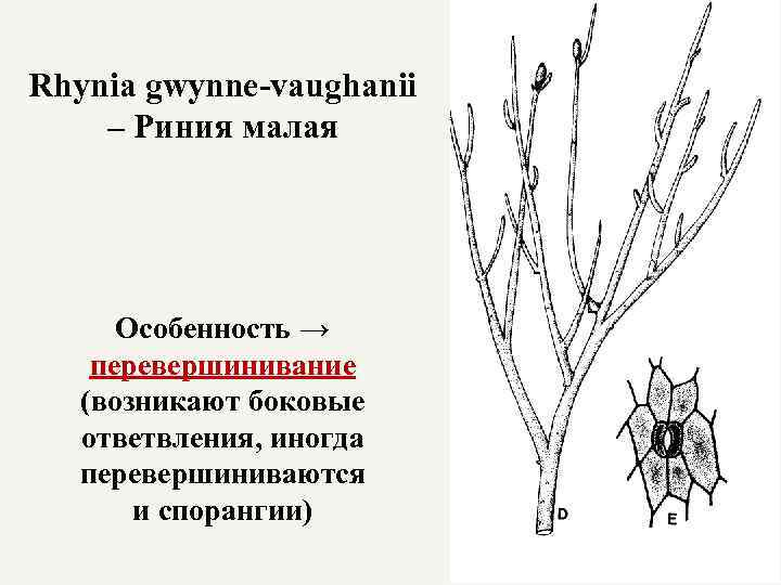 Классы Вryophyta Спорофитная линия развития Fissidens nobilis