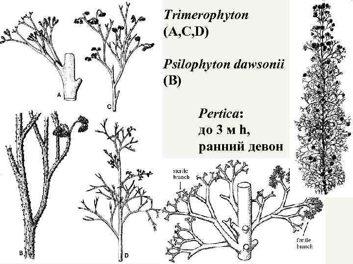 Классы Вryophyta Спорофитная линия развития Fissidens nobilis
