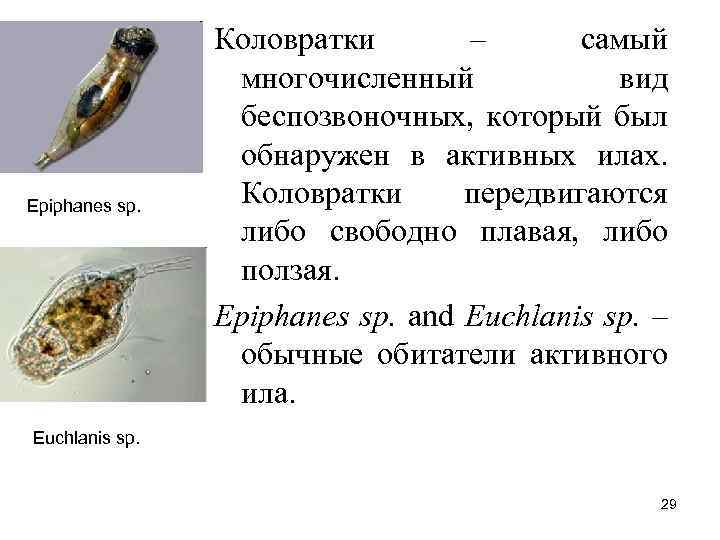 Биологическая очистка ПСВ Биологическая очистка применяется для