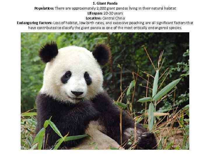 1 Giant Panda Population There approximately 2 000