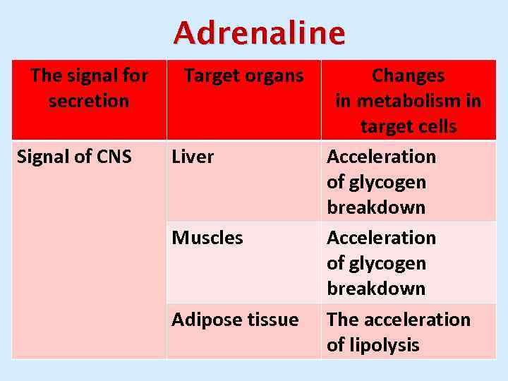 REGULATION OF METABOLISM Catabolism proteins amino acids