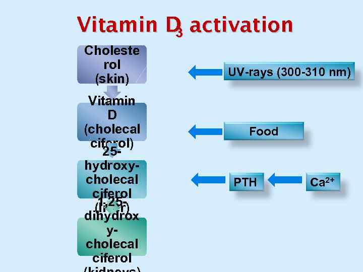 REGULATION OF METABOLISM Catabolism proteins amino acids
