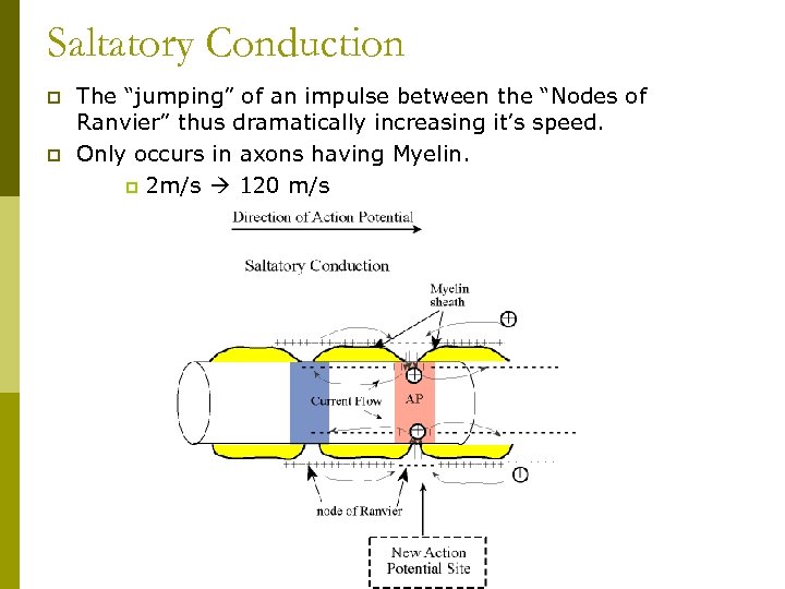 Biology 3201 Unit 1 Maintaining Dynamic Equilibrium