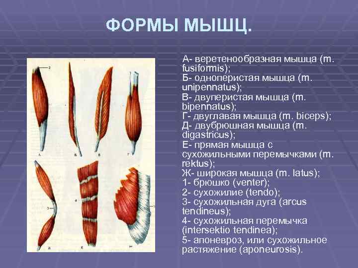 Мышцы ФОРМЫ МЫШЦ А- веретенообразная мышца m