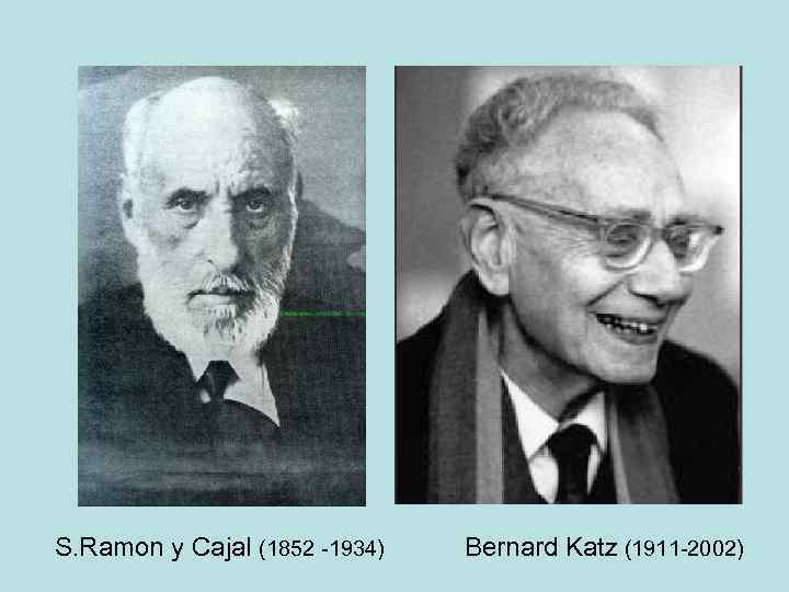 Медицинский факультет СПб ГУ Цикл лекций по физиологии