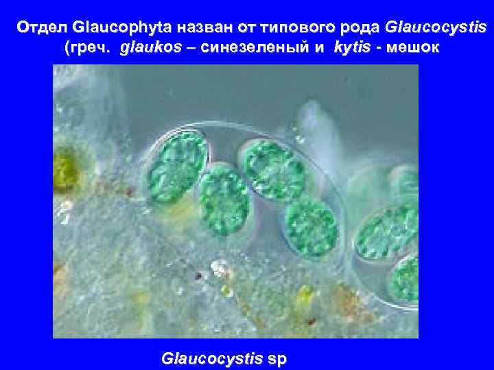 ЛЕКЦИЯ 3 ЦАРСТВО EUKARYA ХАРАКТЕРИСТИКА ОТДЕЛОВ GLAUCOPHYTA И
