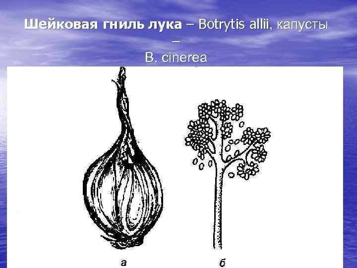Микробиология пищевых продуктов растительного происхождения План 1
