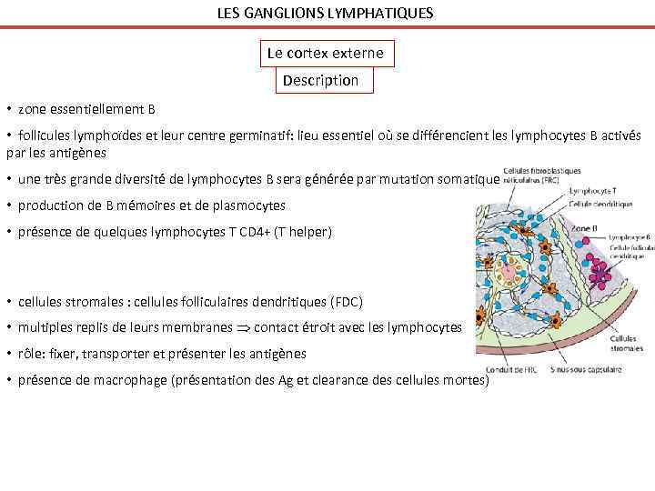 LES ORGANES LYMPHOIDES INTRODUCTION à L IMMUNOLOGIE la